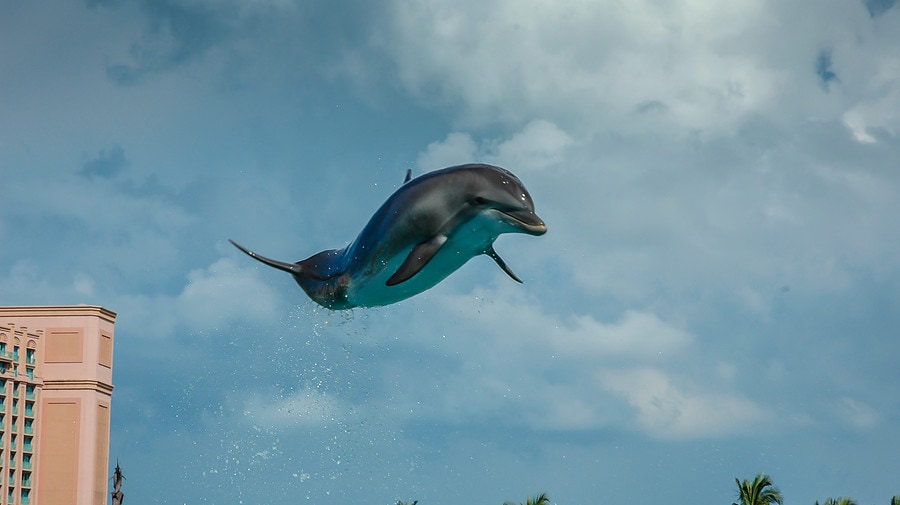 Nassau Bahamas; Fun In Paradise Island